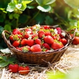 Fresh USDA Organic Strawberries, 1 lb Container - Walmart.com