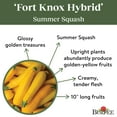 Burpee Fort Knox Hybrid Summer Squash Vegetable Seed, 1-Pack - Walmart.com