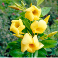 Set 2 Dwarf Allamanda Plants Live for Planting, Allamanda Compacta ...