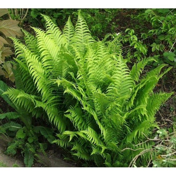 Austral Gem Fern
