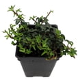 Miniature Abundance English Ivy - 2.5" Pot - Terrarium/Fairy Garden ...