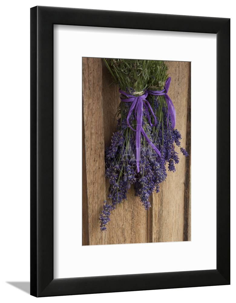 Bunches of Lavender Drying Shed at Lavender Festival, Sequim ...
