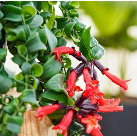 Cotyledon Pendens Live Plant in 6" Pot - Cliff Hanger Succulent Plant ...