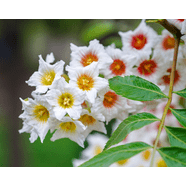 Rare Rose Seeds Meteor Shower Red Yellow Rose Bush 20 Seeds - Walmart.com