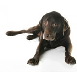 Labrador Wall Mural by Wallmonkeys Peel and Stick Graphic (36 in W x 28 ...