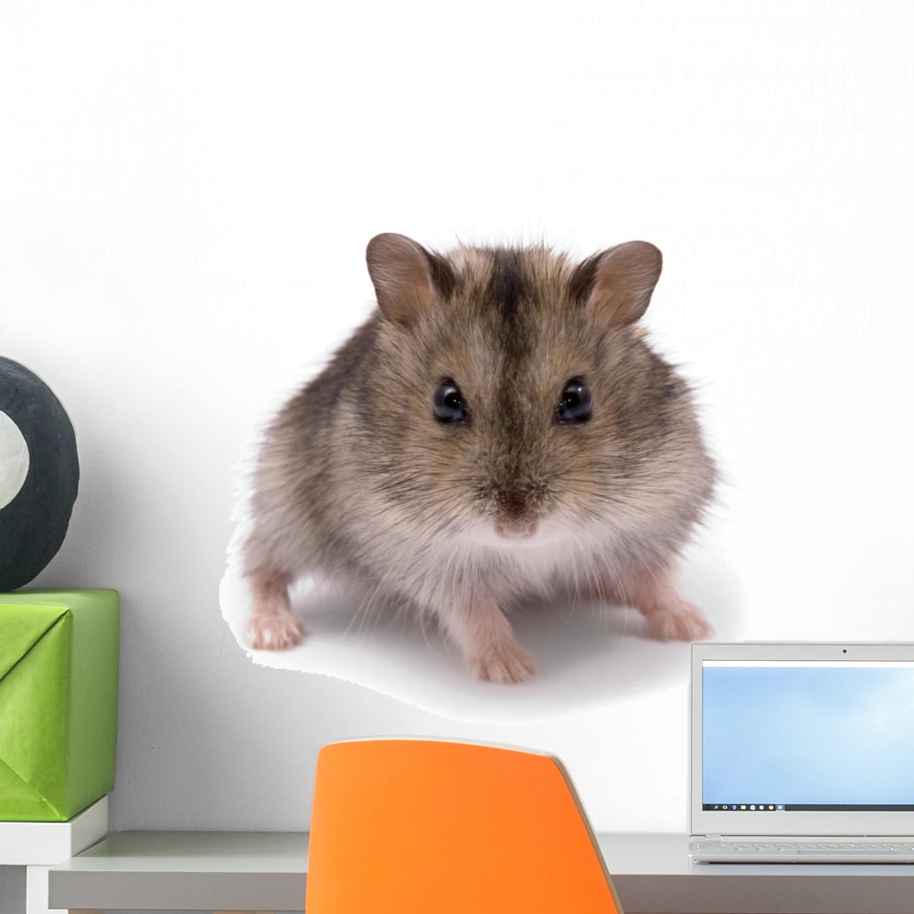 Little Dwarf Hamster Wall Decal by Wallmonkeys Peel and Stick Graphic ...