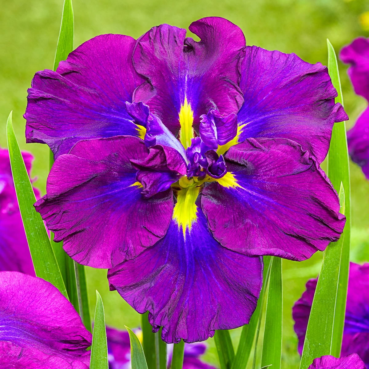 Blueberry Pie Japanese Iris Dormant Bare Root Starter Perennial Plant ...