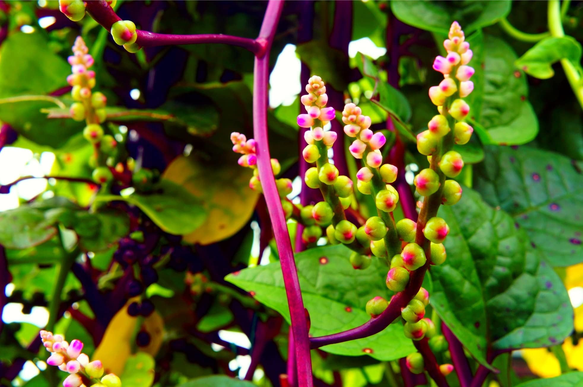 100+ Malabar Red Stem Spinach Seeds Herb Heirloom Non-GMO Phooi Leaf ...