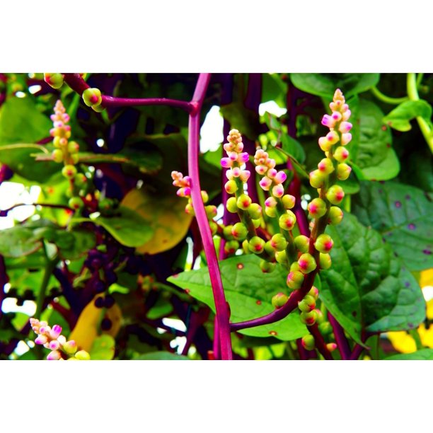 100+ Malabar Red Stem Spinach Seeds Herb Heirloom Non-GMO Phooi Leaf ...