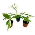 Easy to Grow Indoor House Plant - Rare Philodendron Assortment, 2 inch ...