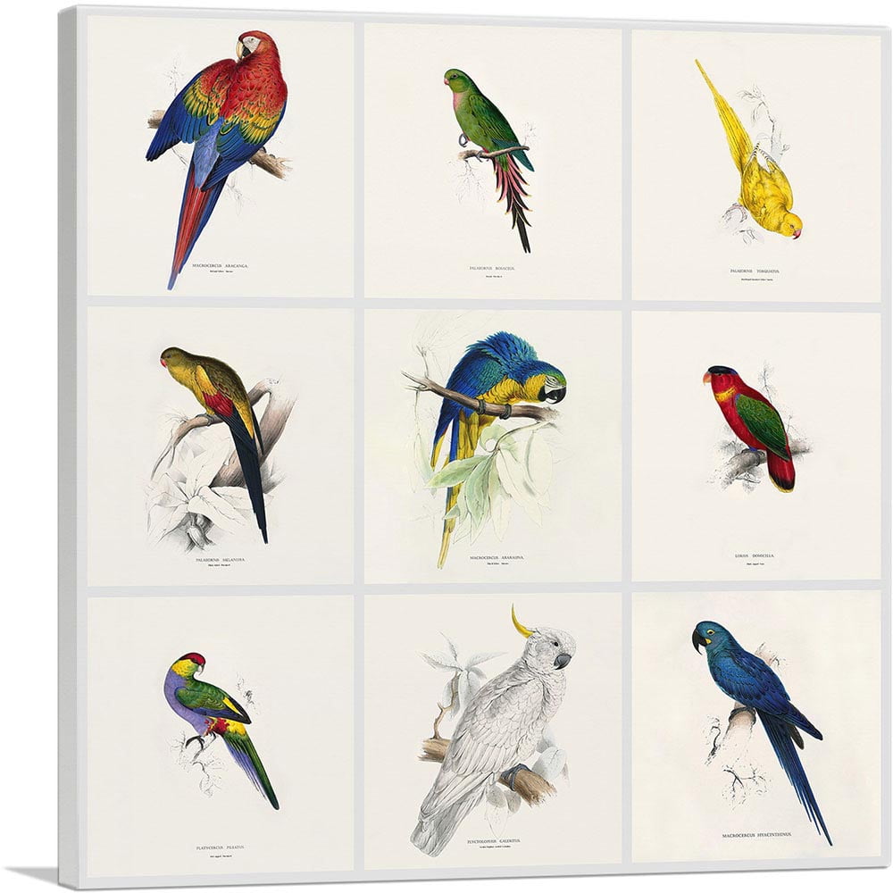 ARTCANVAS Parrot Cockatoo Macaw Parakeet Collage Square Canvas Art ...