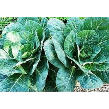 Cabbage Chinese Michihili Heirloom Vegetable 2,000 Seeds - Walmart.com