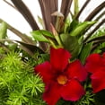 Island Blooms 1.5gal Multicolor Mandevilla Spring Fern Mix Live ...