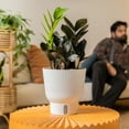 Trending Topicals by Costa Farms 24" Zamioculcas Zamiifolia Raven House ...