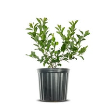 Mini Blues Blueberry Bush - Live Plant - ( 2.5 QT ) - Walmart.com