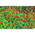 Seedville 400 Red Cherry Marigold Flower Seeds, Two-Tone Red and Yellow ...