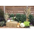 Dried Corn Stalk Bundle - 12 per Bundle - Walmart.com