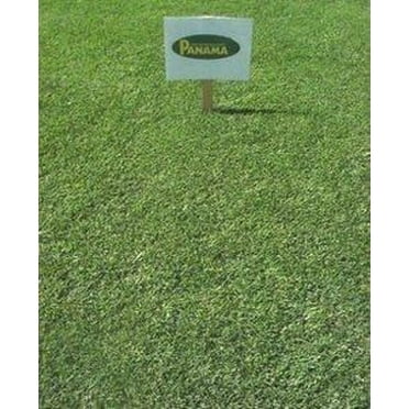 Sahara Bermuda Grass Seed - 50 Lbs. - Walmart.com