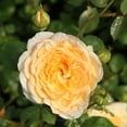 Heirloom Roses - Live Edith's Darling™ Shrub Rose Plant - Delivered ...