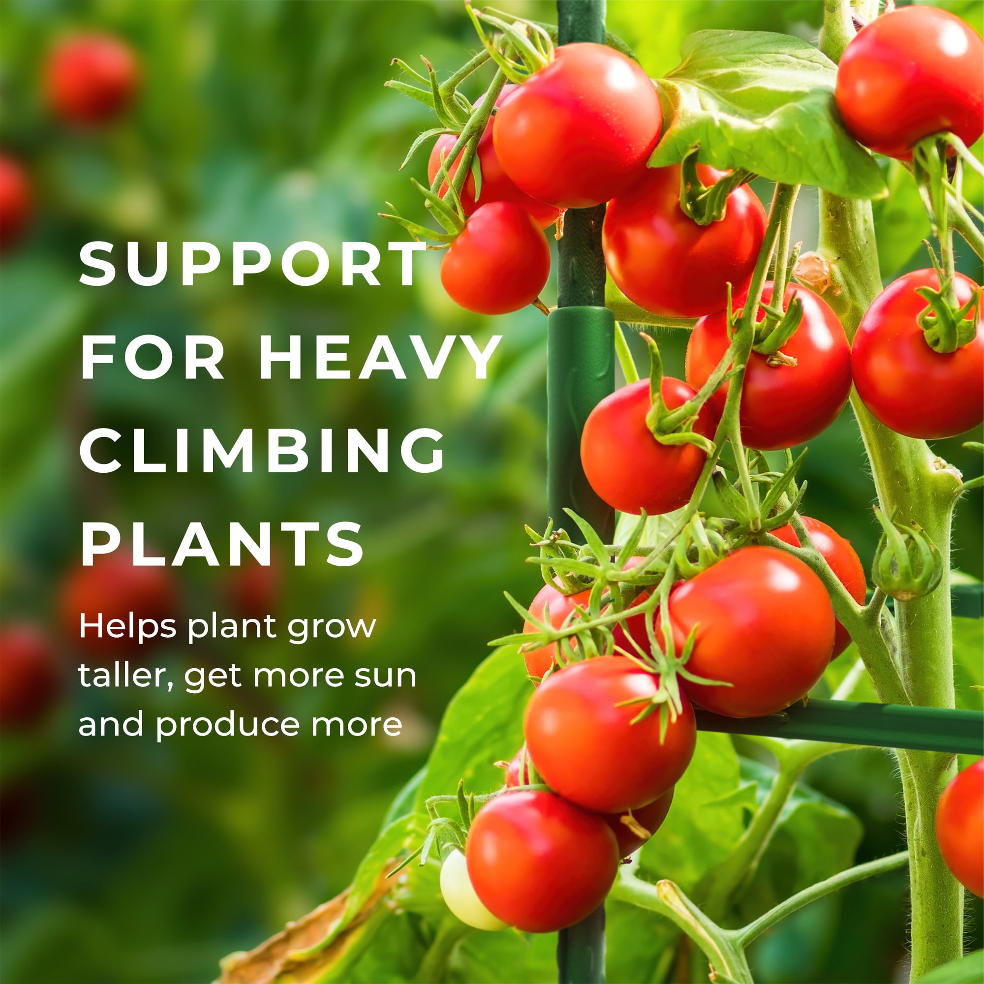 Cherry Tomato Plant Support