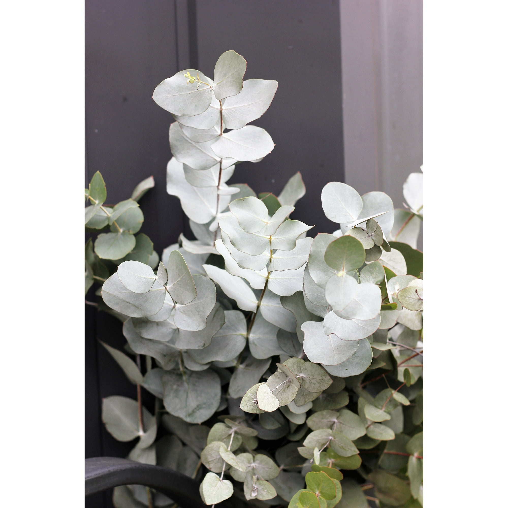 Click here for Seedville Usa Seedville Silver Drop Eucalyptus 20... prices