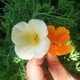 TomorrowSeeds - White Linen California Poppy Seeds - 500+ Count Packet ...