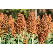 50 MENNONITE SORGHUM Sugar Cane Sorghum Bicolor Grain Vegetable Seeds ...