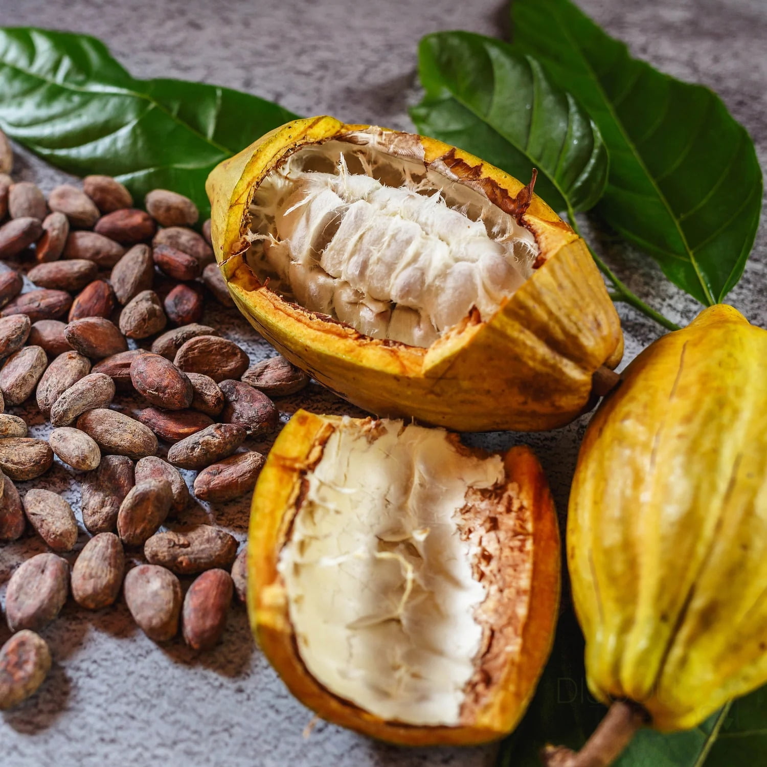 Cacao Bean Tree