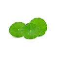 50 SPADELEAF Edible Coinwort Centella Asiatica Gotu Kola Herb Pink ...