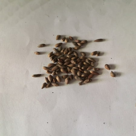 Flmtop 20Pcs Mini Pinus Pine Tree Seeds Picea Perennials Bonsai Plant ...