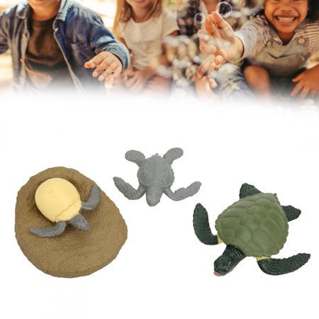 Turtles Growth Cycle Model Animal Model, Plastic Miniature For Children ...