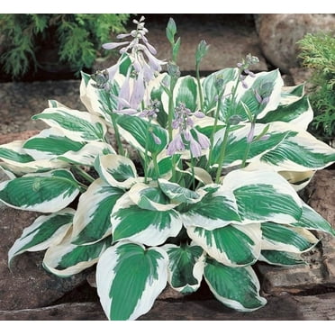 Heart-Shaped Hosta Plants - 3 Bare Roots - Green Foliage, Low ...