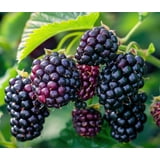 Thornless BlackBerry Seedlings for Planting - Well Rooted 1 Yr ...