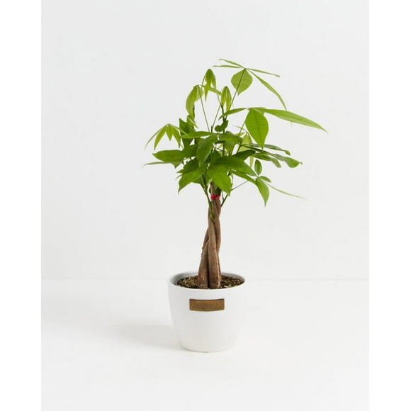 Indoor Money Tree