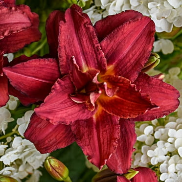 Birch's Double Flowering Geranium Dormant Bare Root Perennial Plants, 3 ...