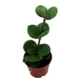 Hope Peperomia - Easy Houseplant - 2.5" Pot - Walmart.com