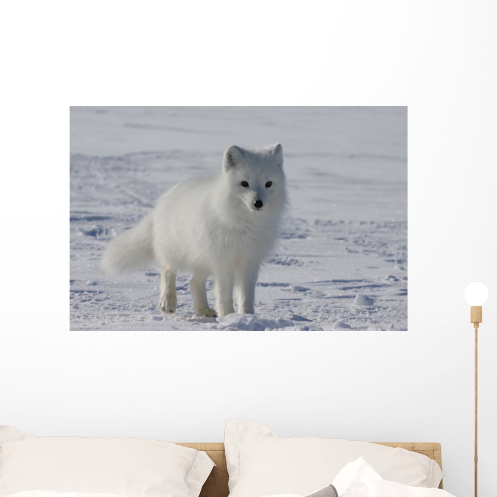 Arctic Fox Wall Mural by Wallmonkeys Peel and Stick Graphic (36 in W x ...