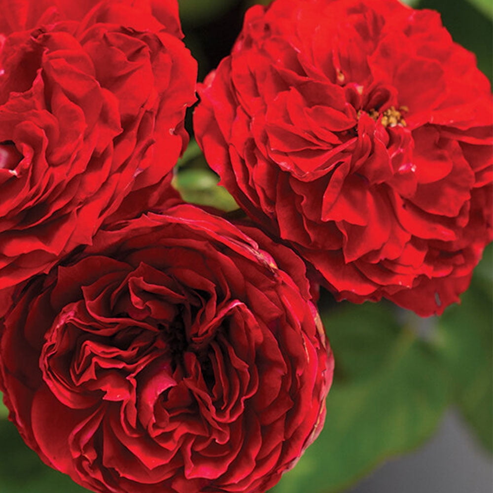 Heirloom Roses Red Rose Bush - Veranda® Roxanne Floribunda Roses - Own ...