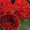 Heirloom Roses Red Rose Bush - The Prince's Trust English Legend , Live ...