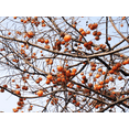 TomorrowSeeds American Persimmon Tree Seeds 10+ ct - Walmart.com