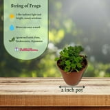 BubbleBlooms String of Frogs, Ficus pumila Quercifolia, Indoor/Outdoor ...