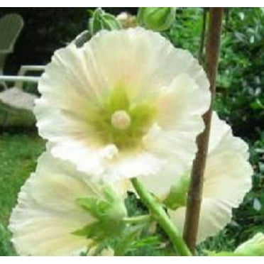50 Mixed Colors HOLLYHOCK COUNTRY ROMANCE Mix Alcea Rosea Flower Seeds ...
