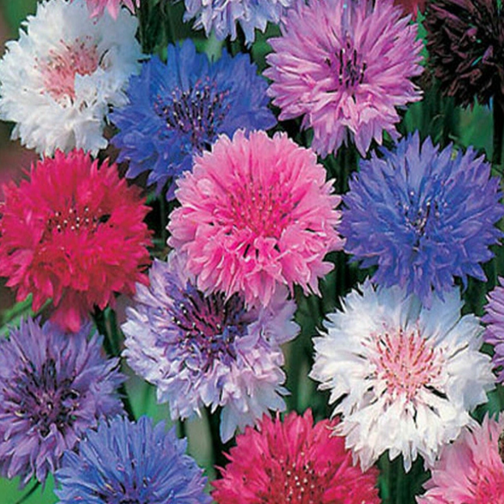 Bachelor Button Polka Dot Mix Flower Seeds - Walmart.com