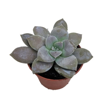 Summer Song Asian Violet - Primulina - 2.5" Pot - Everblooming House ...