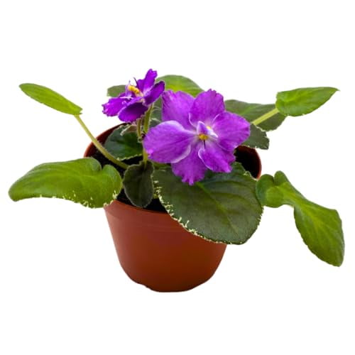 Harmony Foliage African Violet Smokey Moon 4 inch Gesneriad - Walmart.com