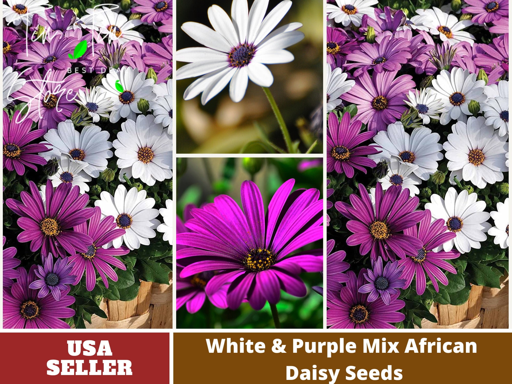 100+ Seeds-White&Purple Mix African Daisy-#N003-Authentic Seeds-Flowers ...