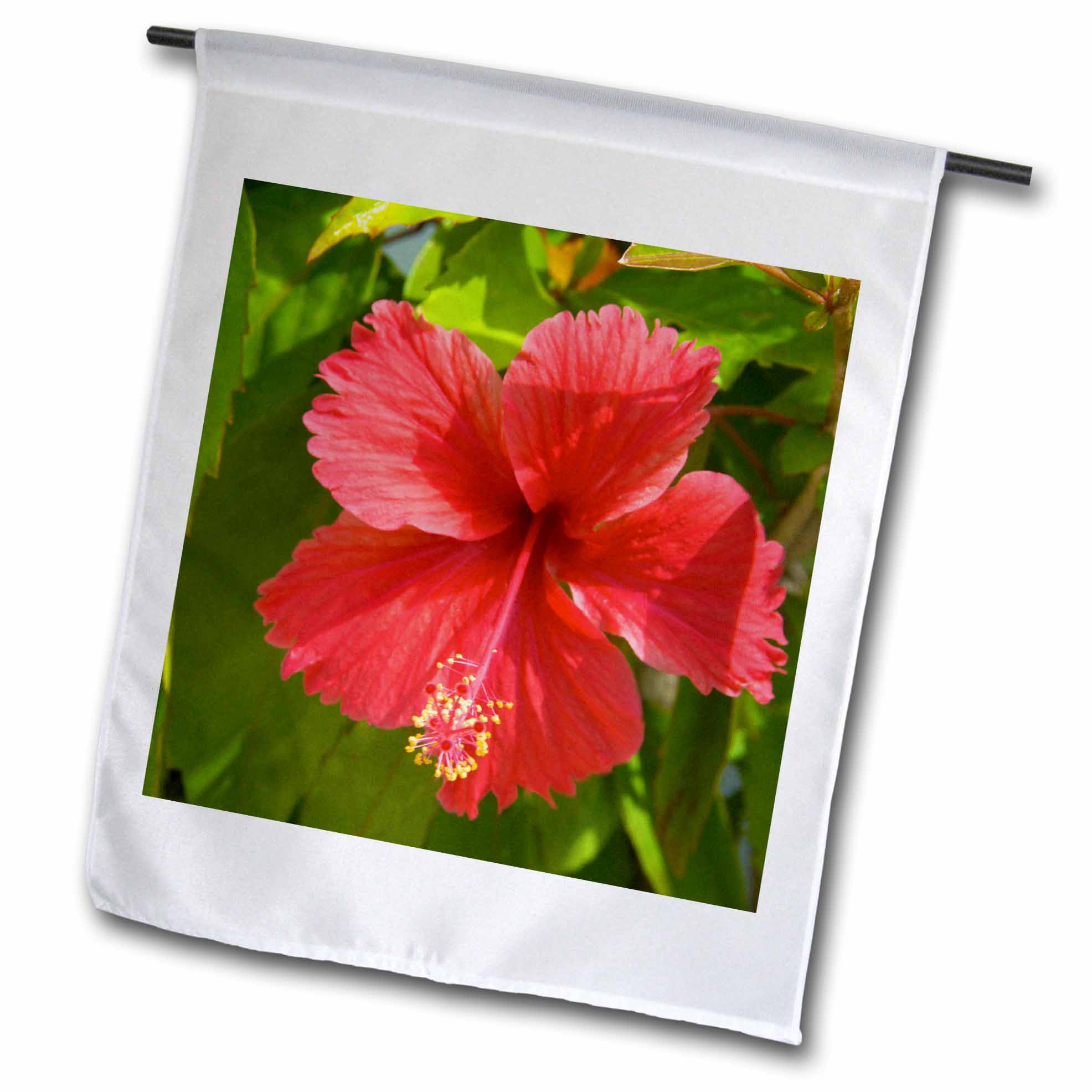 Dominican Republic Flowers