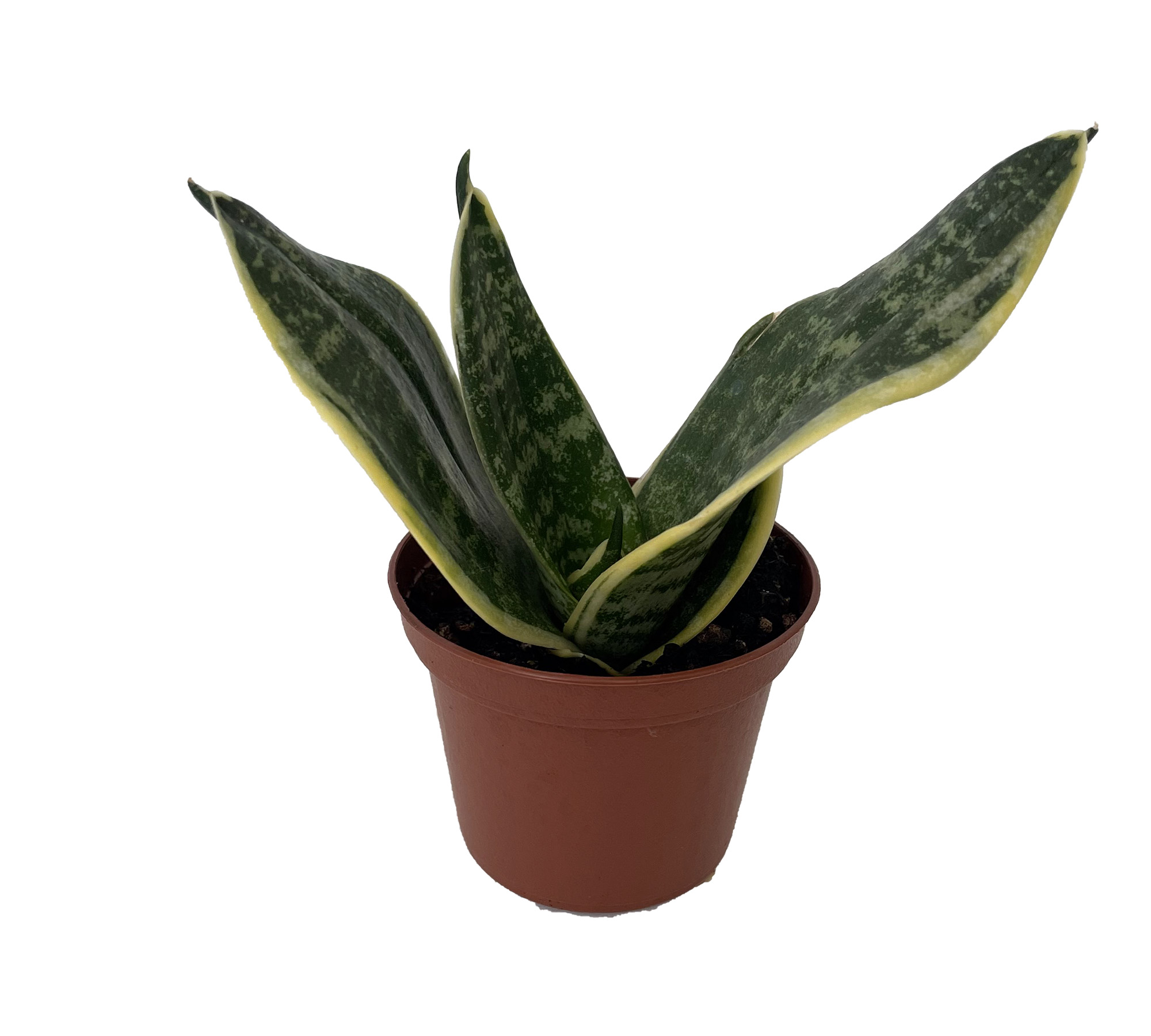 Ocean Star Birdsnest Snake Plant Sansevieria 2 Pot Walmart Ocean Star Birdsnest Snake Plant Sansevieria 2 Pot Walmart