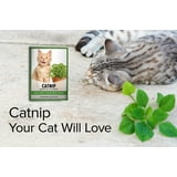 Gardeners Basics Catnip Seeds, Heirloom Catnip Seeds for Cats and ...