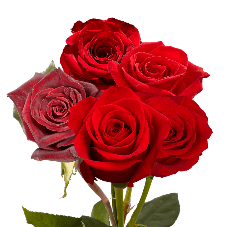 Beautiful Pics Of Red Roses